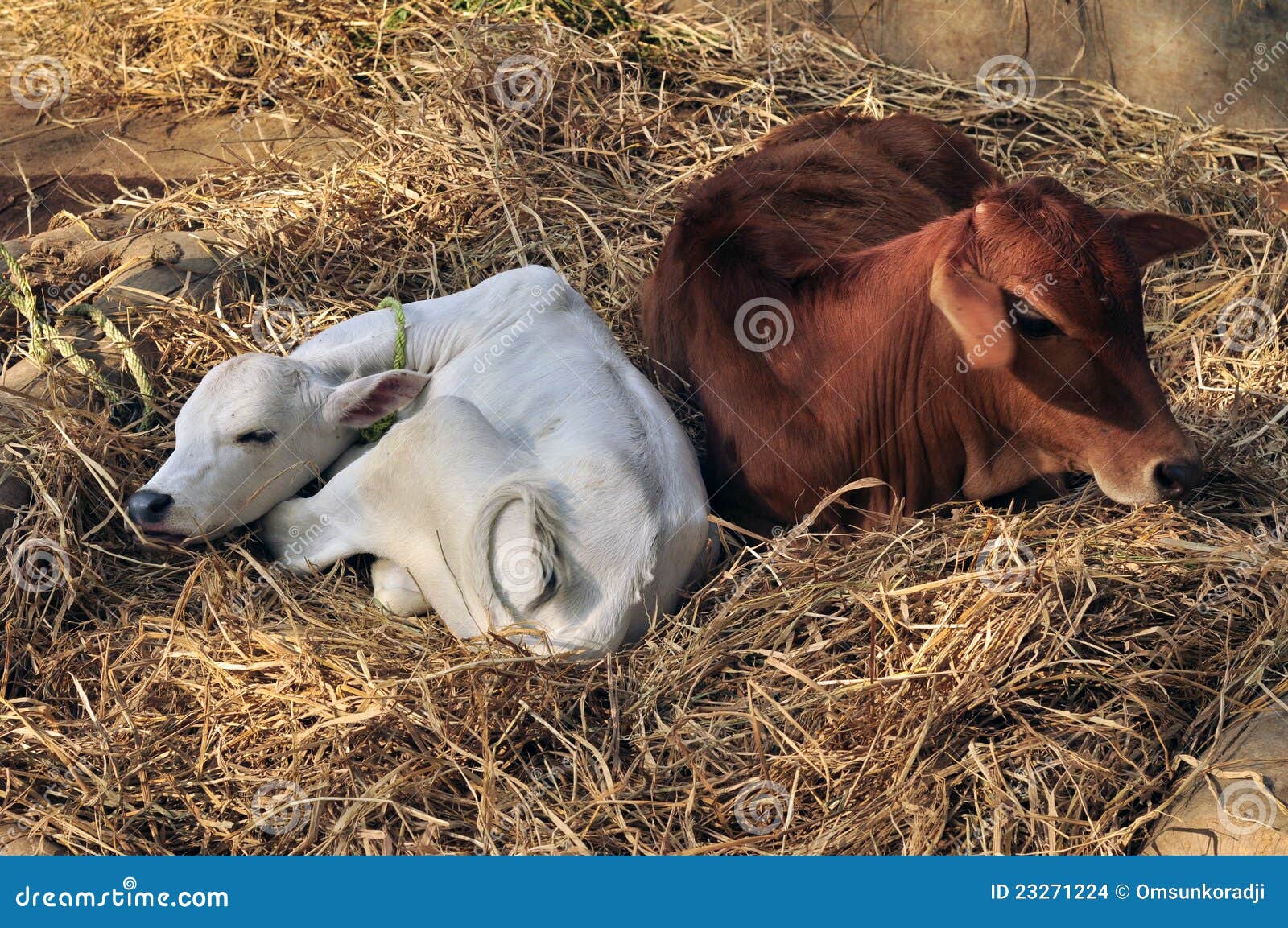 Two calf stock photo. Image of brown, sleep, asia, milk - 23271224