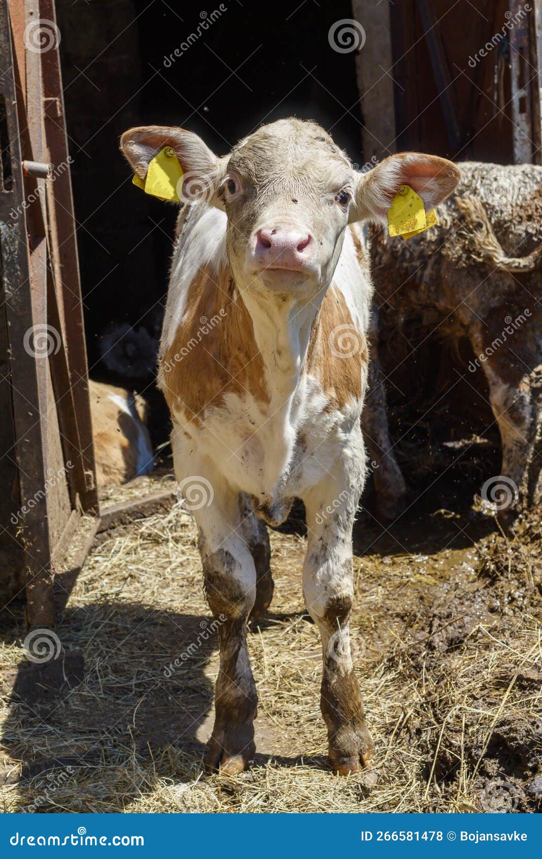 Two Calf`s on Small Serbian Farm Stock Photo - Image of cattle, young ...