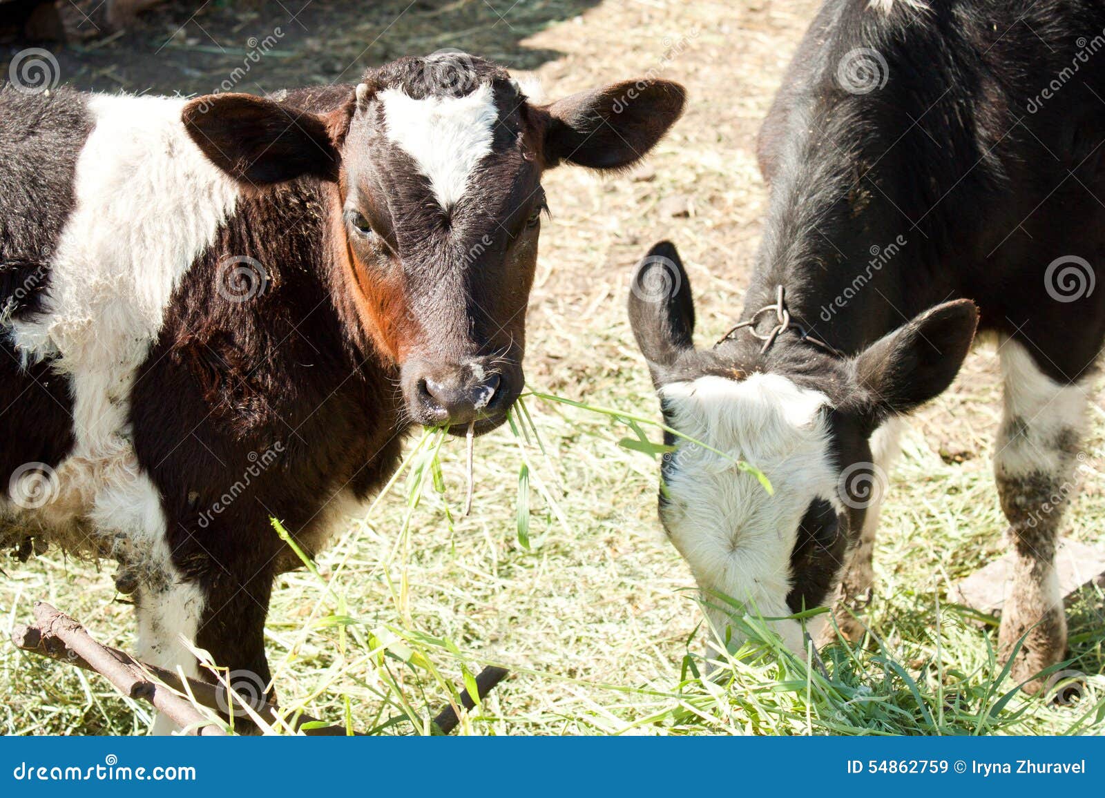 Two calf stock image. Image of countryside, dairy, pasture - 54862759