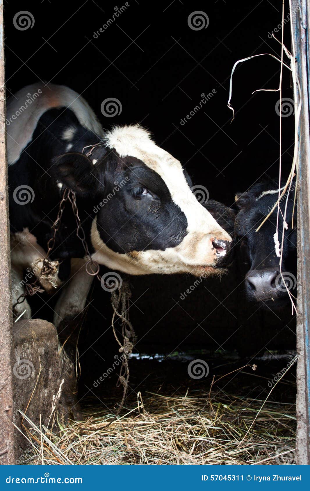 Two calf stock image. Image of bull, countryside, agriculture - 57045311