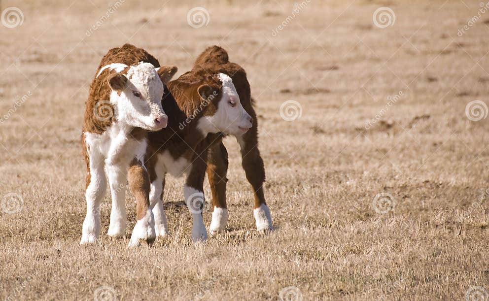 Two calfs stock photo. Image of nose, ranch, spring, together - 9021964