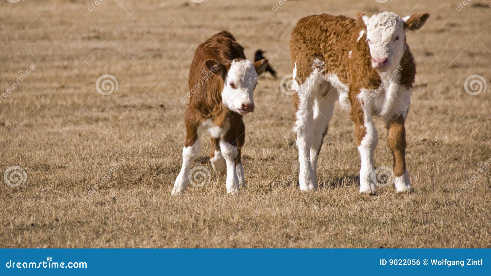 Two calfs stock photo. Image of nose, nice, livestock - 9022056