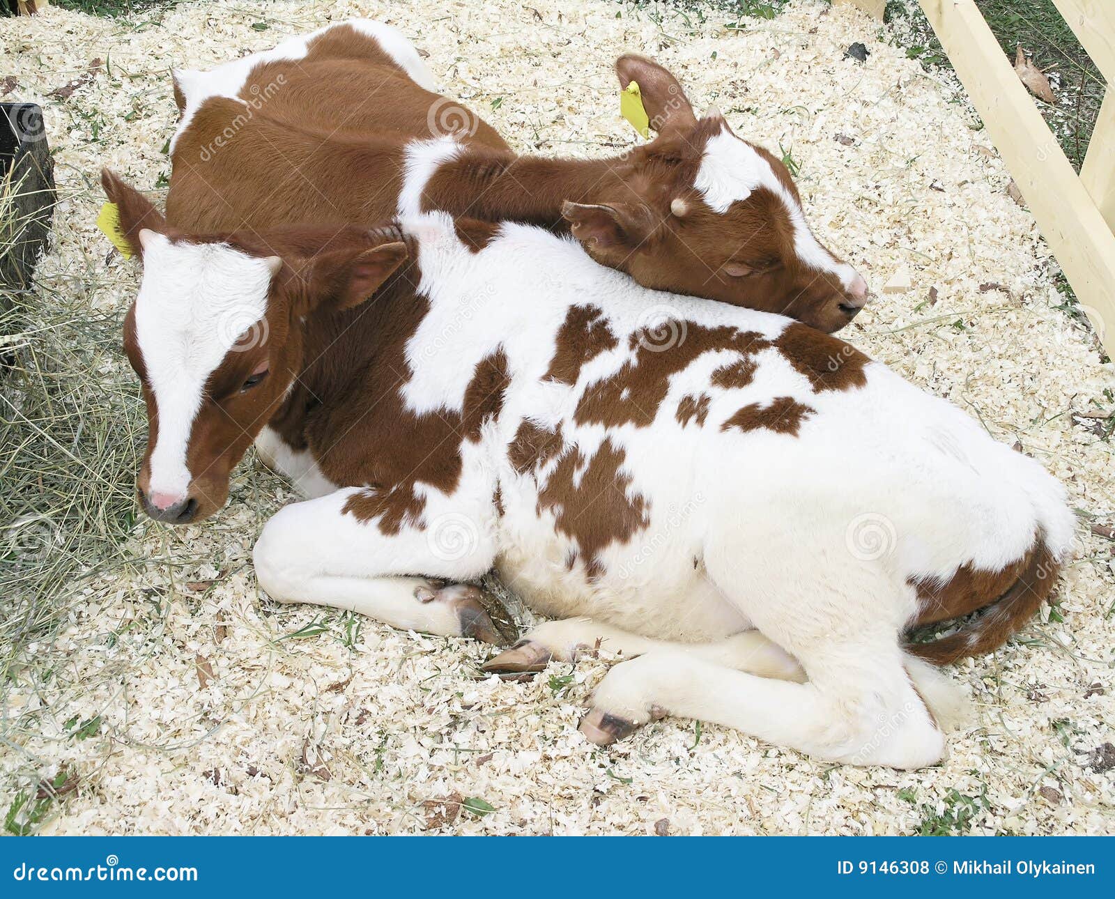 Two calfs stock photo. Image of animal, pasture, livestock - 9146308