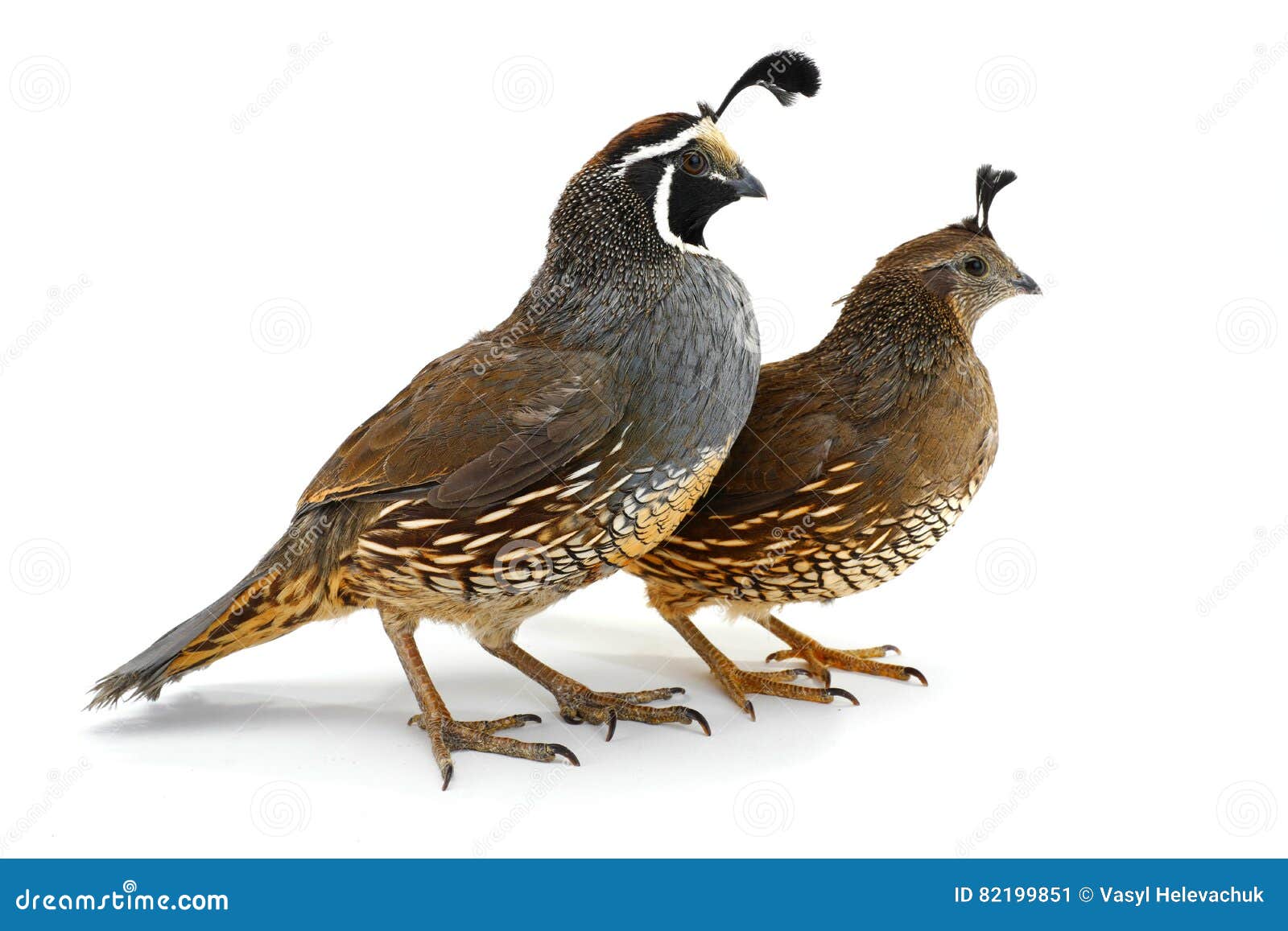 Two California Quail stock image. Image of national, state - 82199851