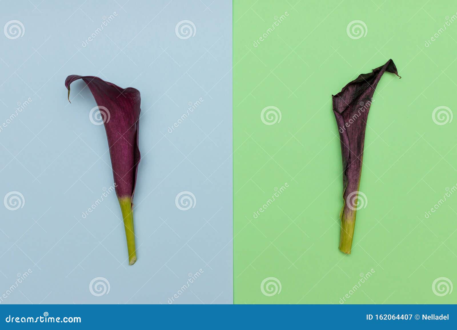 Two Calla Lilies on Colored Background Stock Image - Image of floral ...