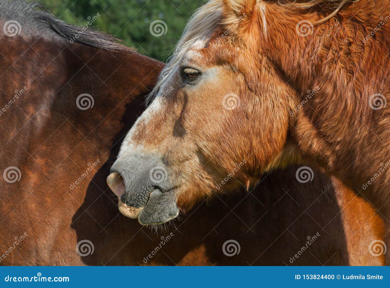 Two calm horses stock photo. Image of background, meadow - 153824400