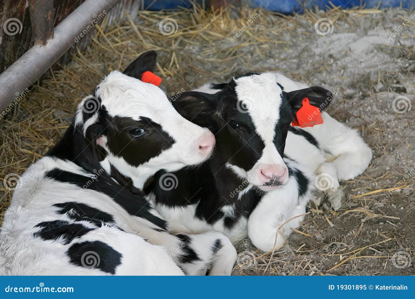 Two calves stock image. Image of innocence, color, grass - 19301895
