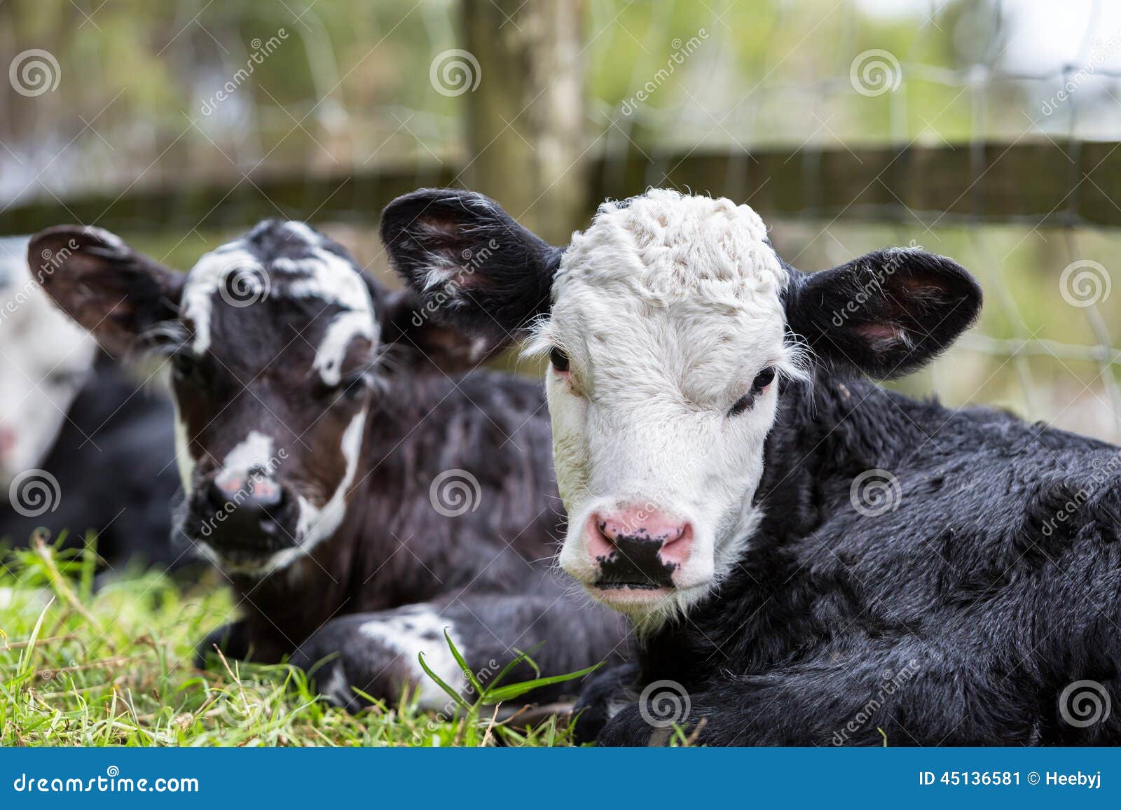 Two Calves stock image. Image of sitting, closeup, cute - 45136581