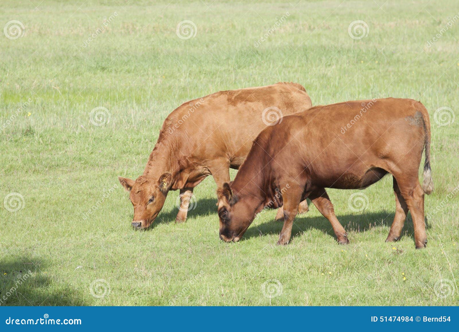 Two calves stock photo. Image of pasture, calf, fields - 51474984