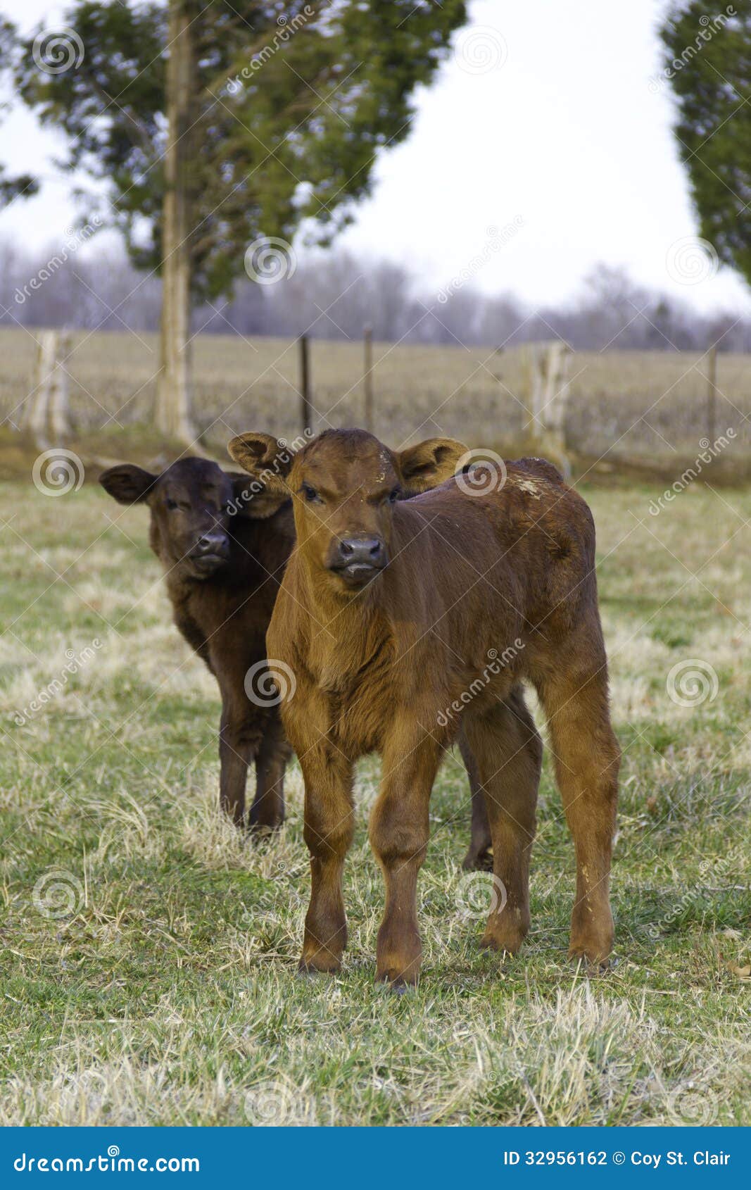 Two Calves Looking at Camera Stock Photo - Image of farming, herd: 32956162