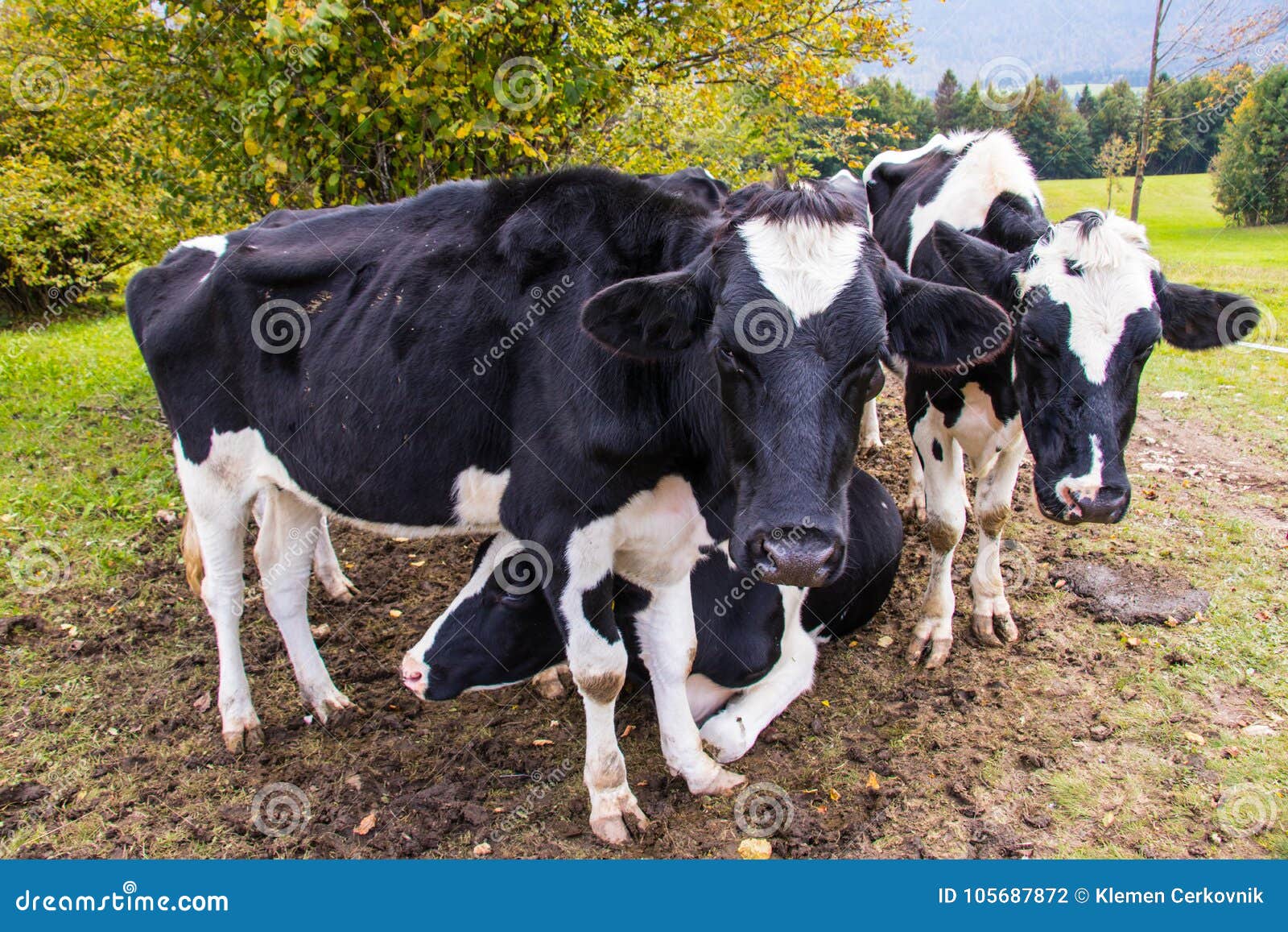 Two Calves Looking at the Camera the Third is Resting Stock Photo ...