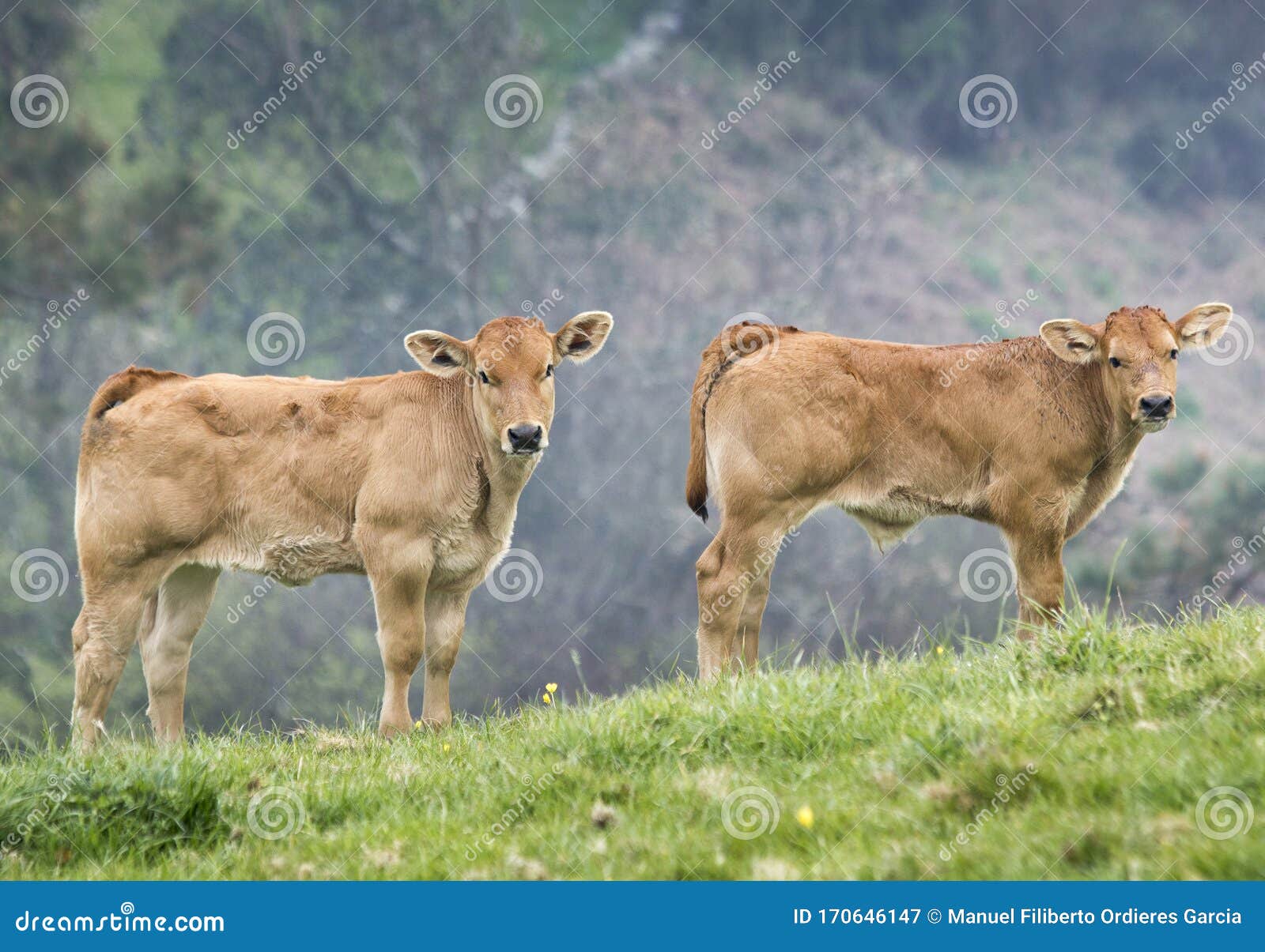 Two calves in a meadow stock image. Image of meadow - 170646147
