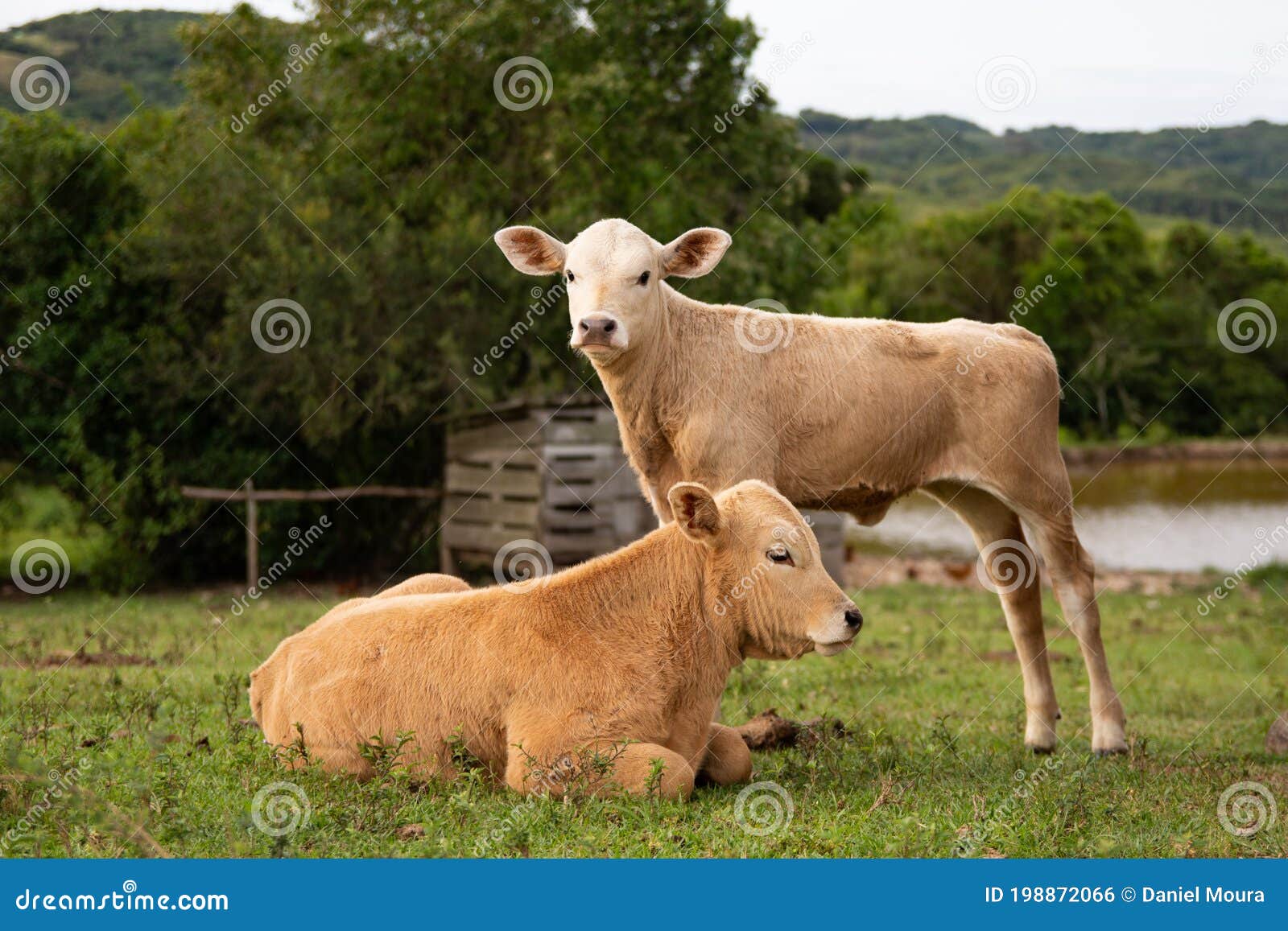 Two Calves on the Farm, One Lying Down and the Other Standing Looking ...
