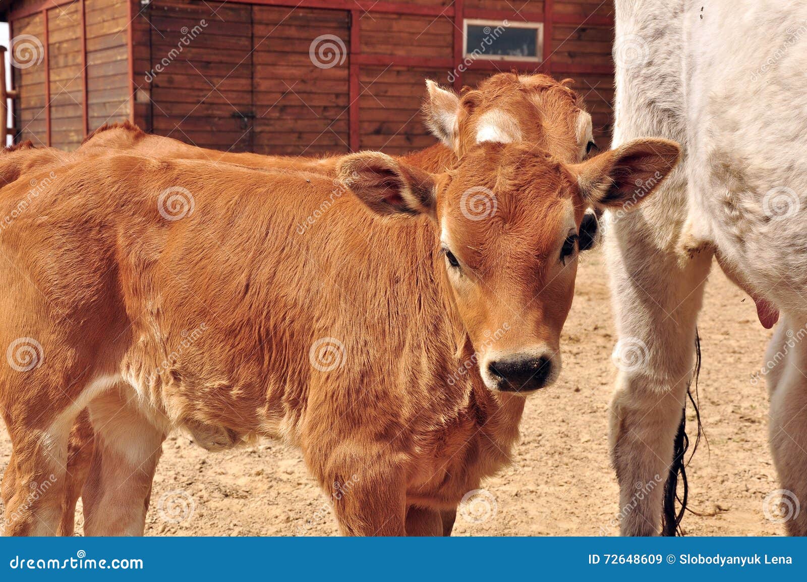 Two calves stock image. Image of pretty, steers, steer - 72648609