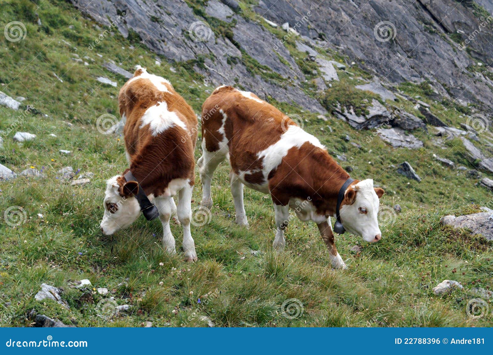 Two calves for a walk stock photo. Image of alps, mountains - 22788396