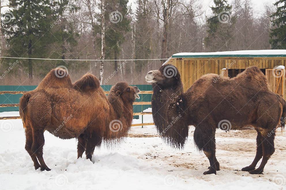 Two camel stock image. Image of mammals, camel, snow - 68545603