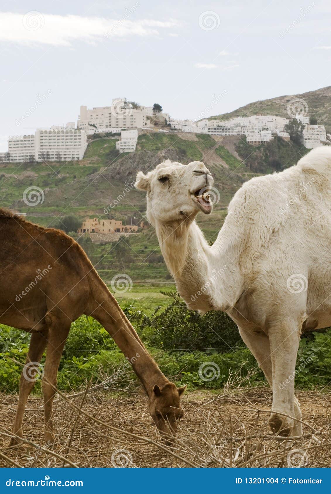 Two Camels stock photo. Image of strap, africa, sand - 13201904