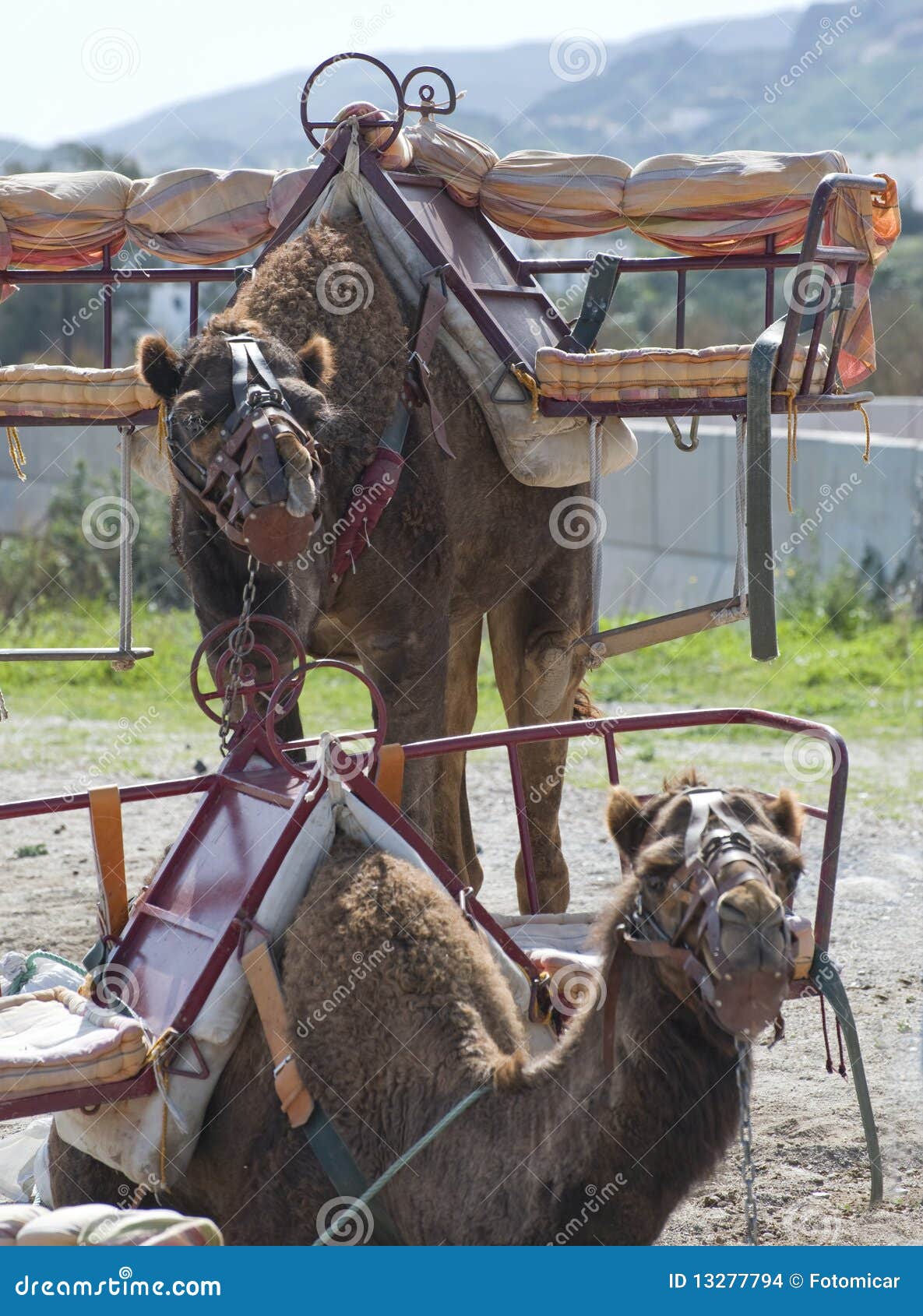 Two Camels stock photo. Image of wild, rides, africa - 13277794