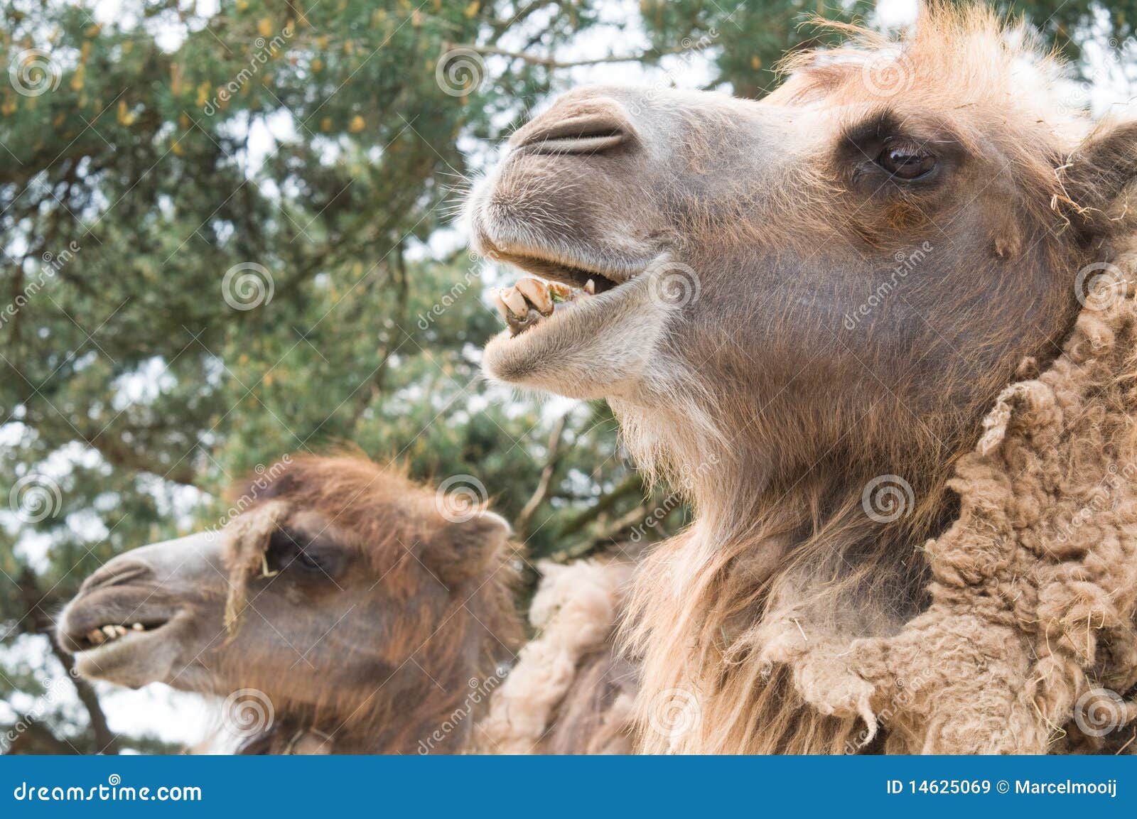 Two camels stock image. Image of closeup, head, close - 14625069