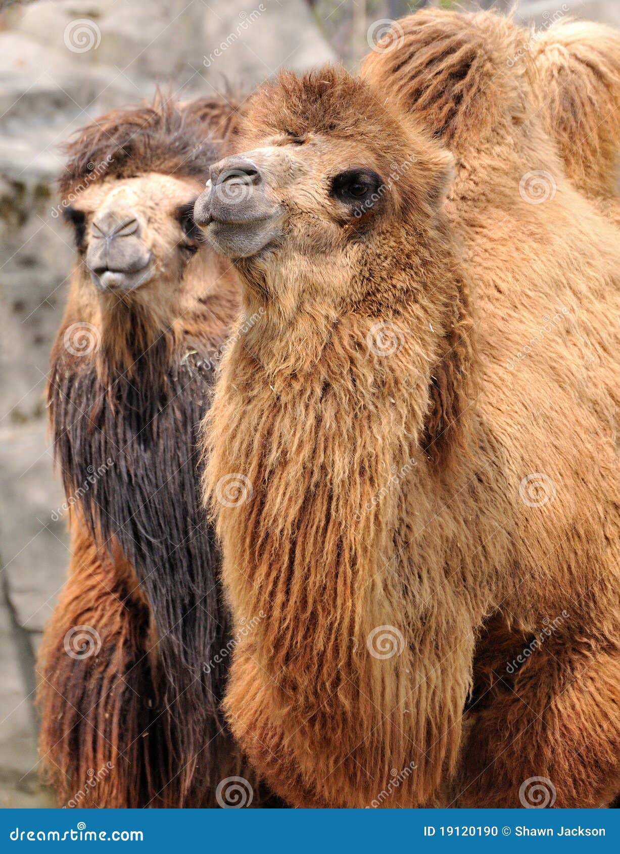 Two camels stock photo. Image of face, hairy, camelus - 19120190