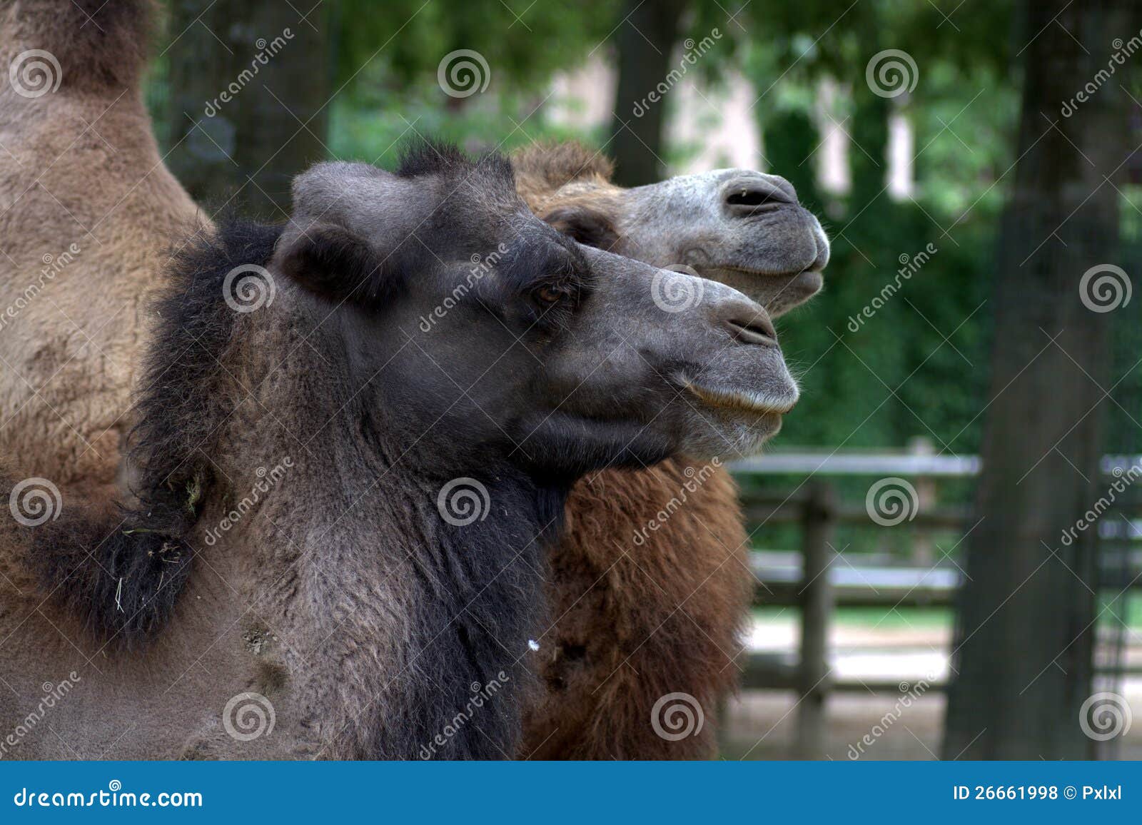 Two camels stock photo. Image of head, creatures, adult - 26661998