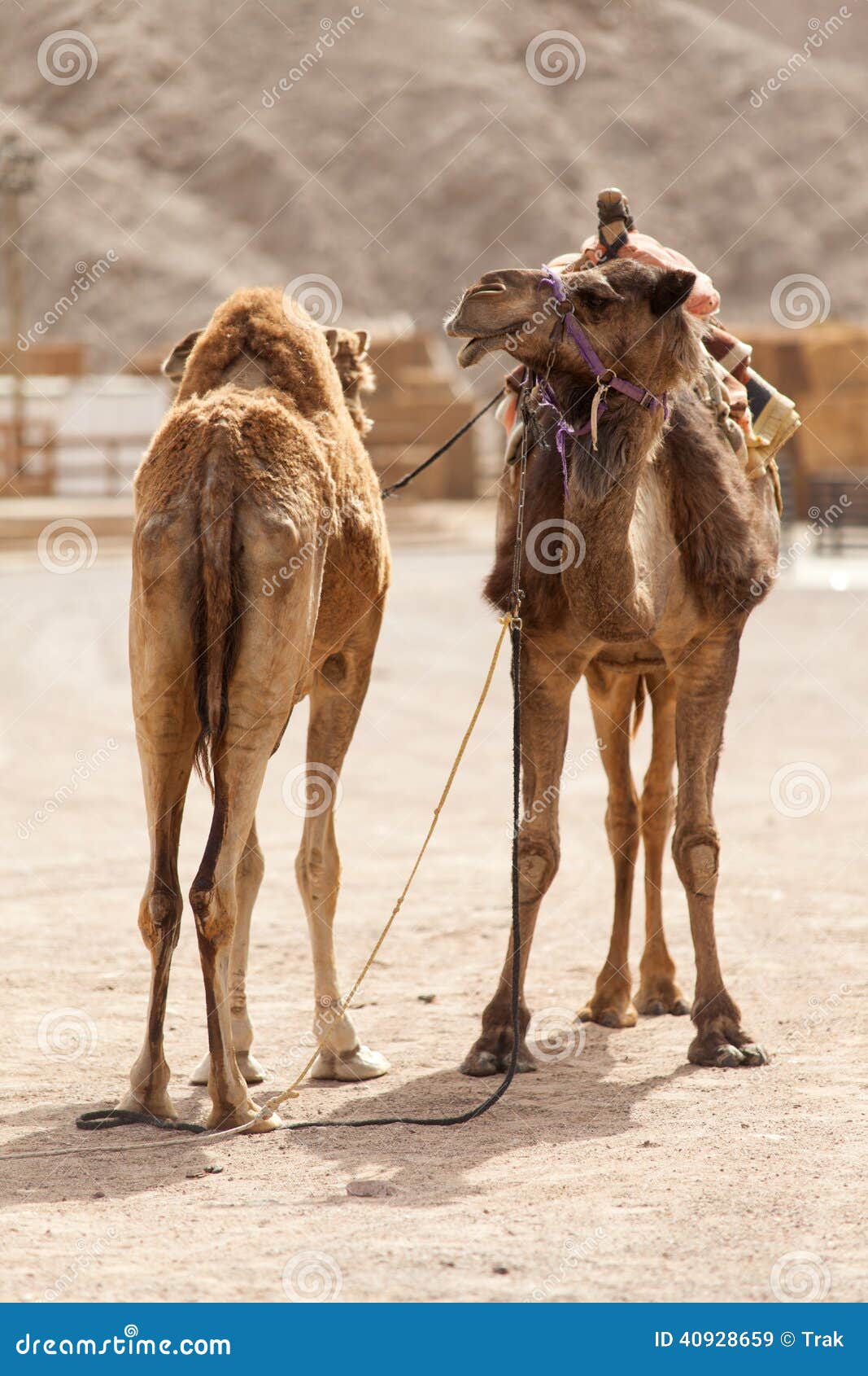 Two camels stock image. Image of animal, transport, beautiful - 40928659