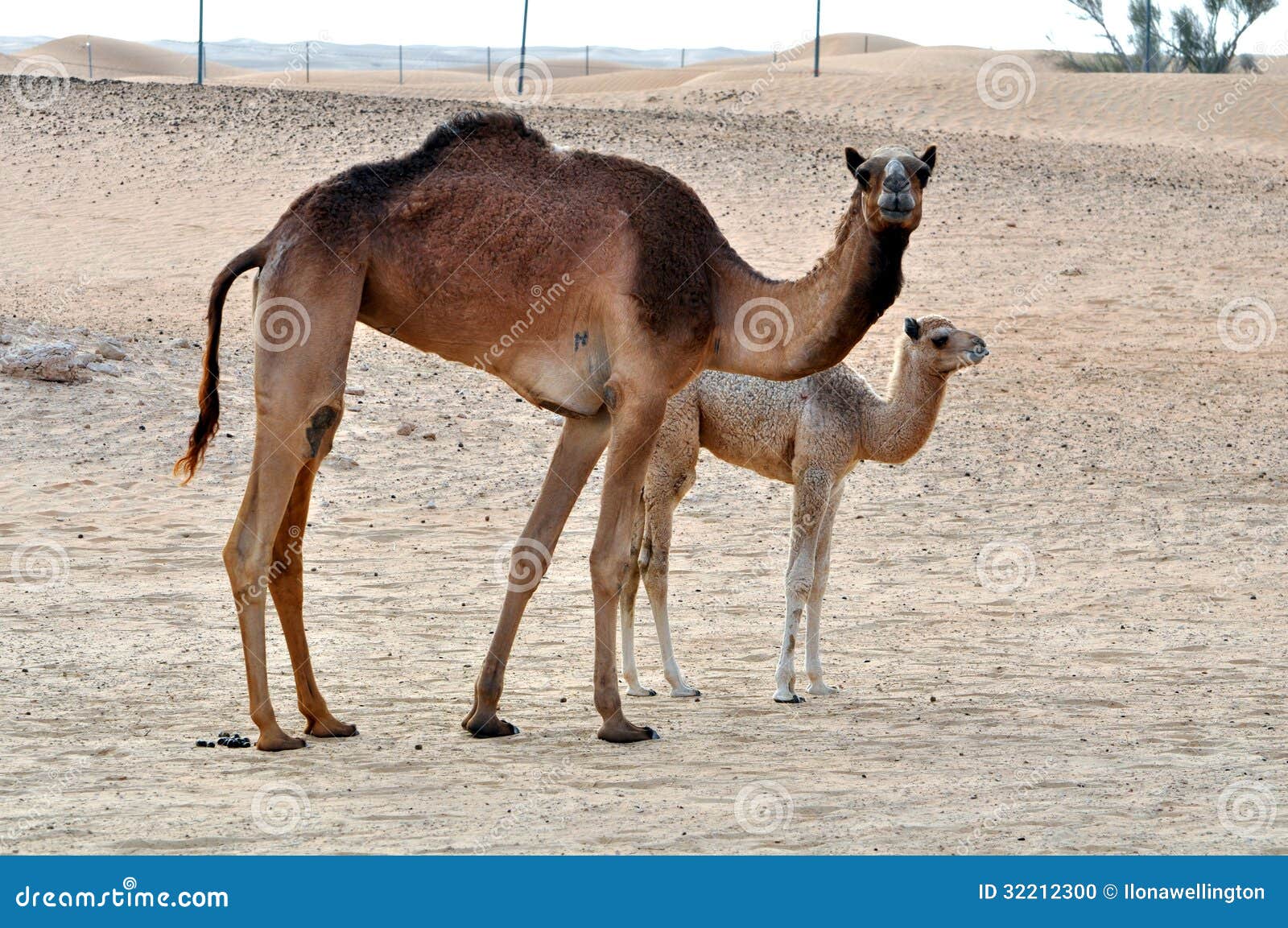 Two camels stock photo. Image of head, ancient, desert - 32212300