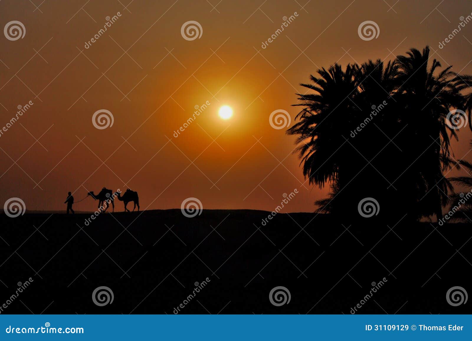 Two Camels in the Desert at Sunset Stock Image - Image of nature ...