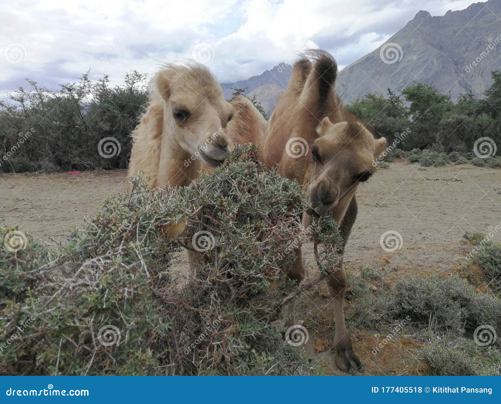 Camel are Eating Shrub and Thorny Plants. Stock Photo - Image of desert ...