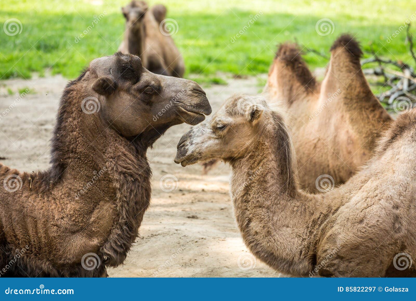 Two camels falling in love stock image. Image of arab - 85822297