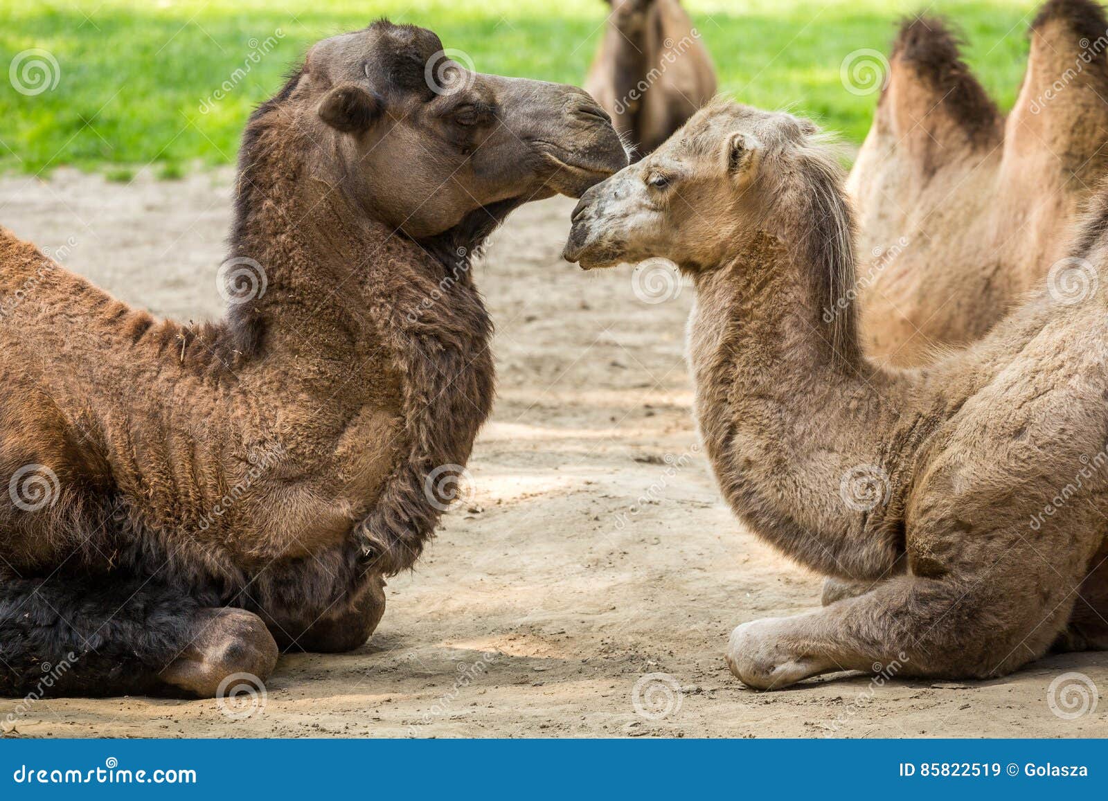 Two camels falling in love stock image. Image of farm - 85822519