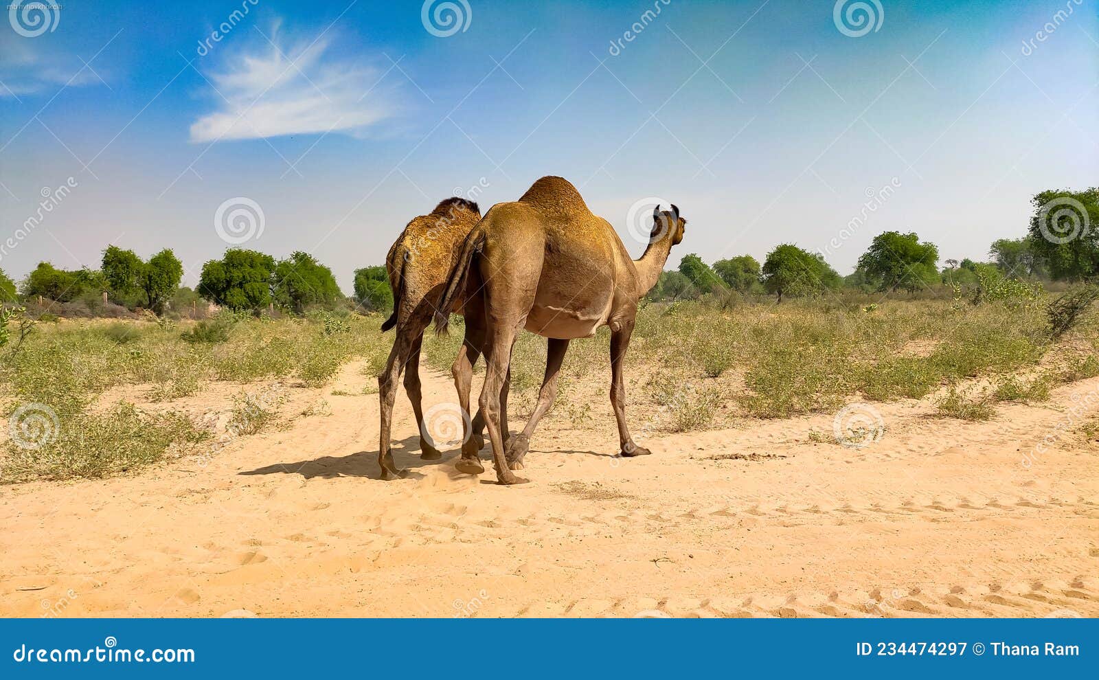 Two Camels in the Field with Blue Sky Stock Image - Image of desert ...