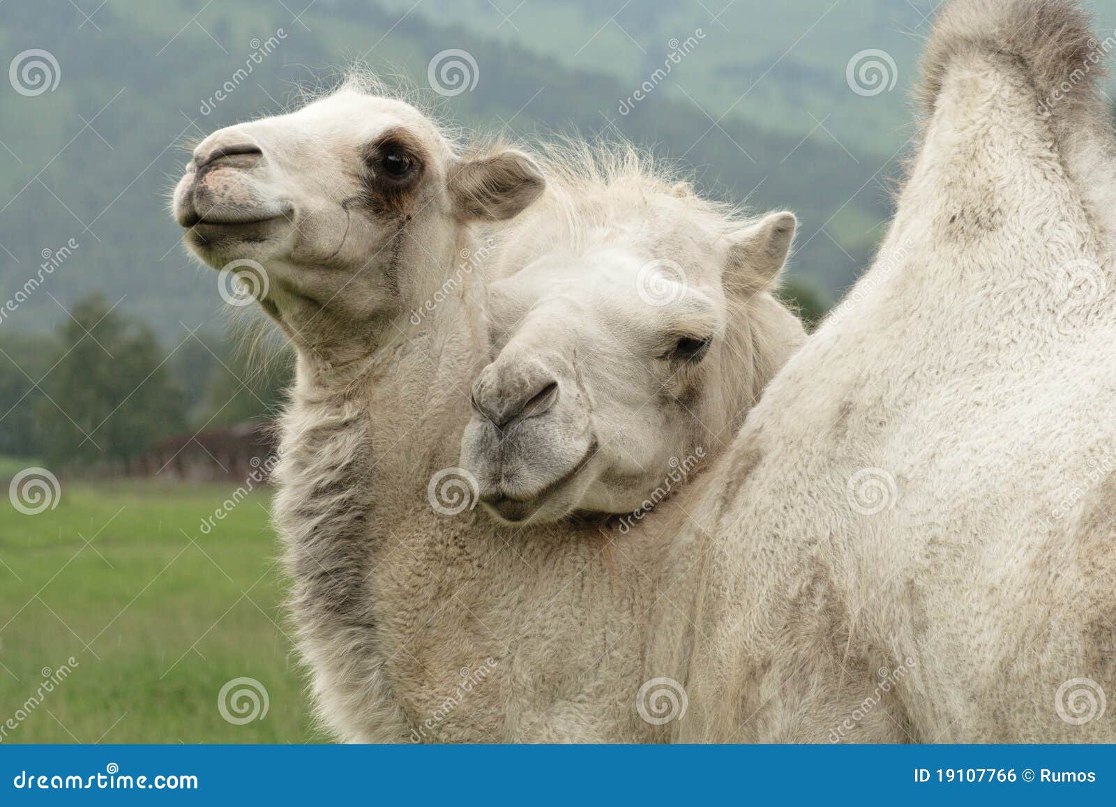 Two Camels, the Kid and Mother Stock Photo - Image of beautiful, camel ...