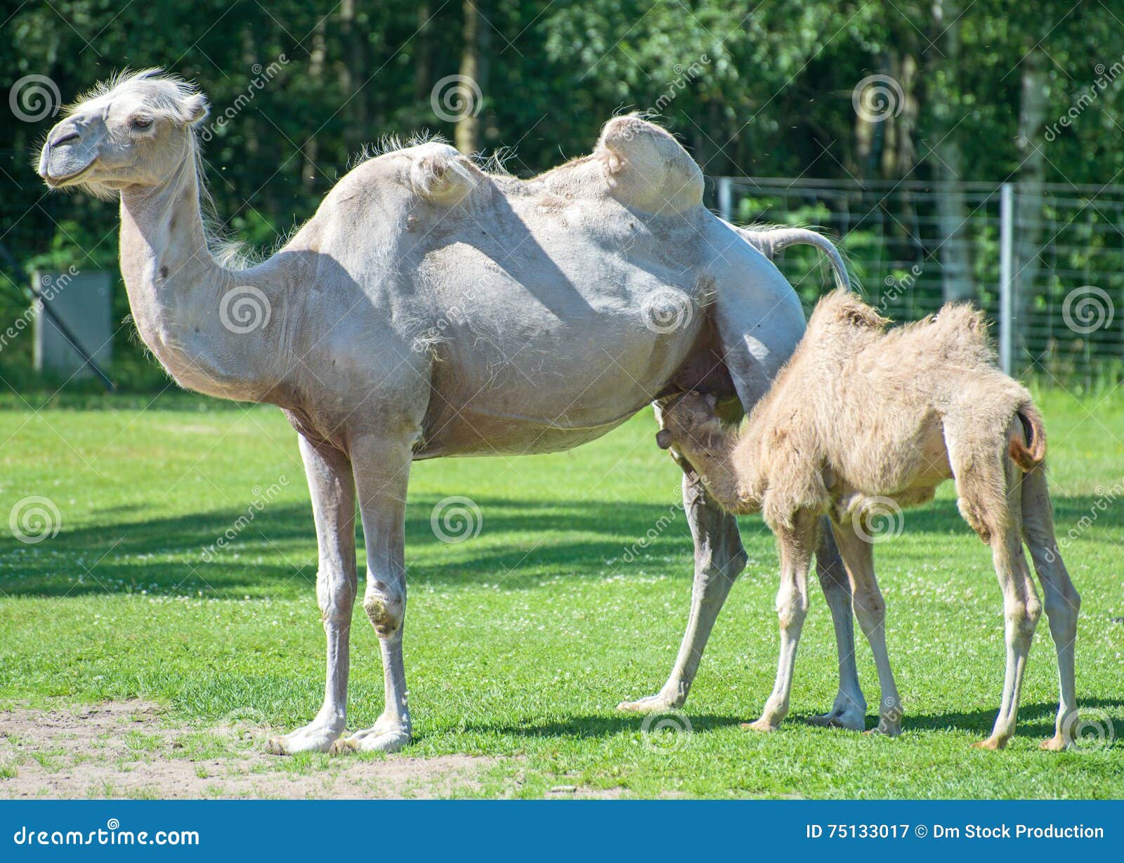 Two camels. stock image. Image of park, head, arabic - 75133017