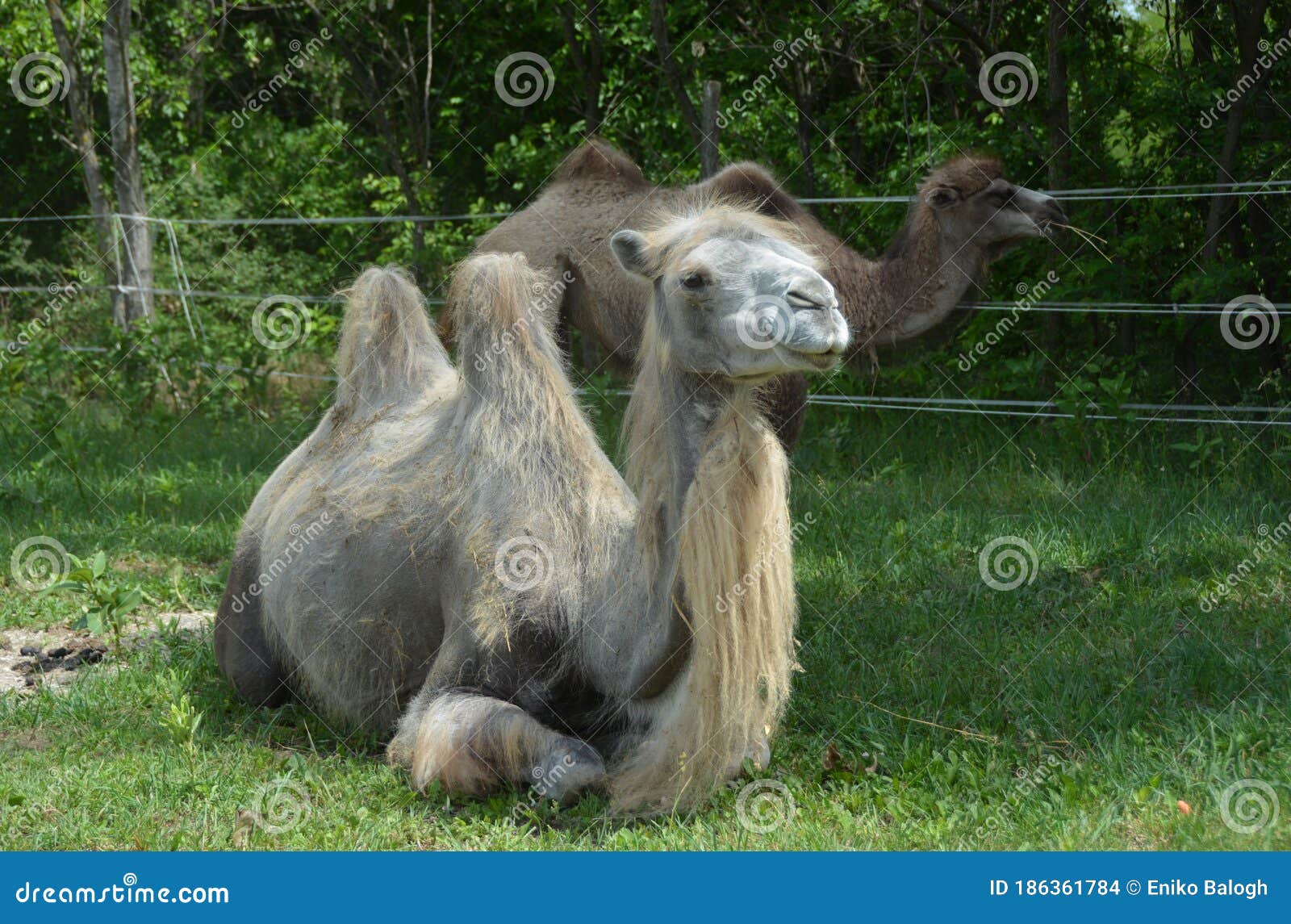 Two Camels in a Safari Park Stock Photo - Image of fence, curiosity ...
