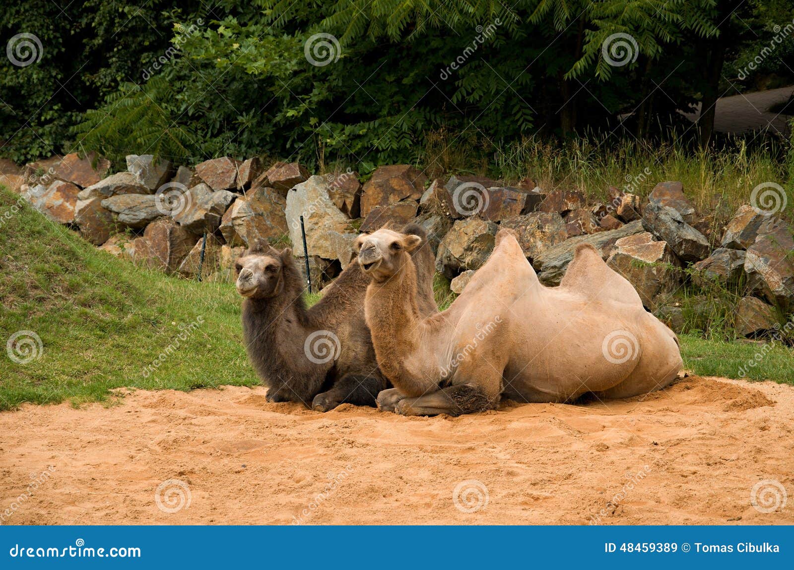 Two camels stock image. Image of camelbedouin, sanddesertscapes - 48459389