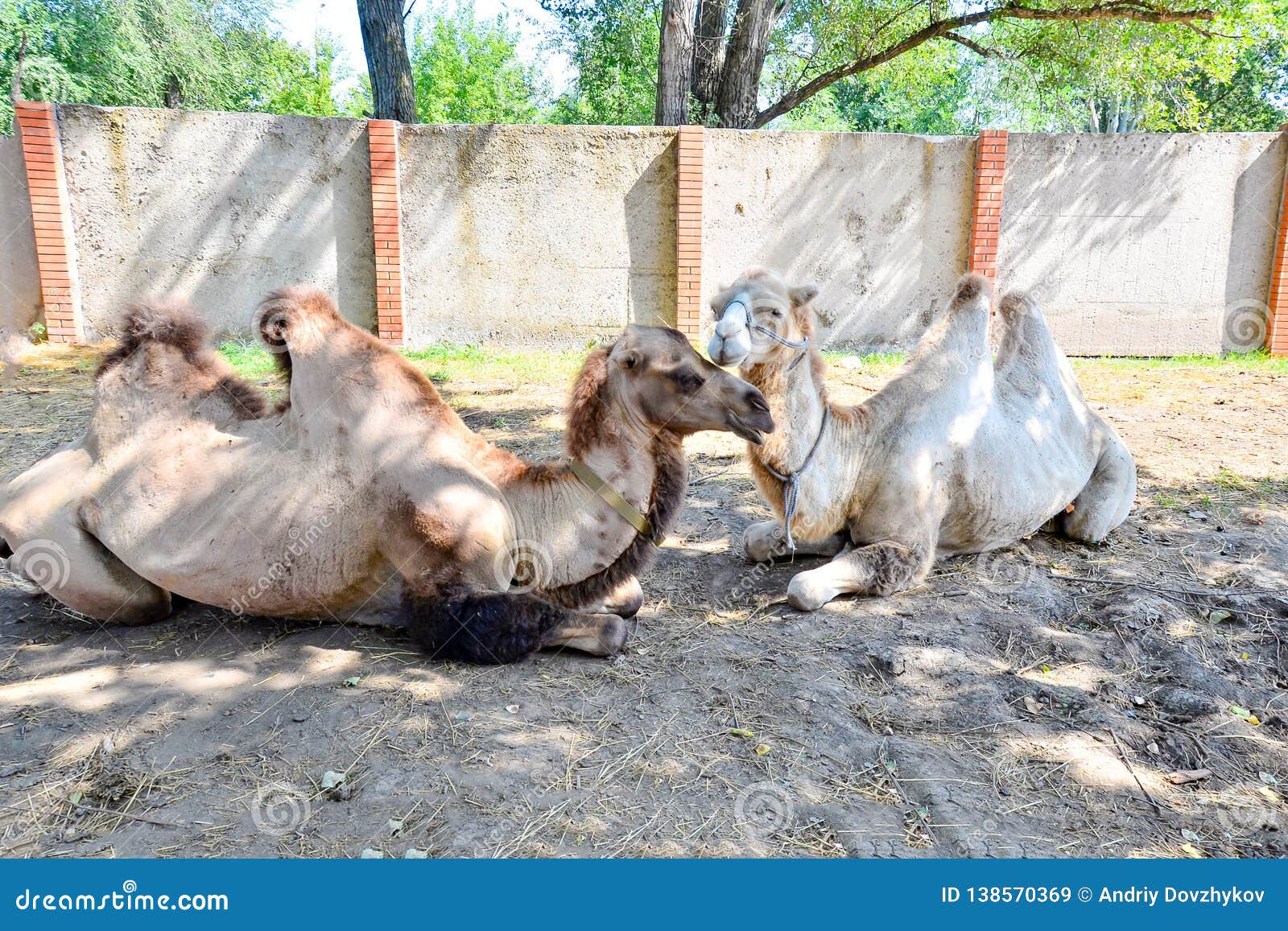 Two Camels are Sitting Next To Each Other in the Park Stock Image ...