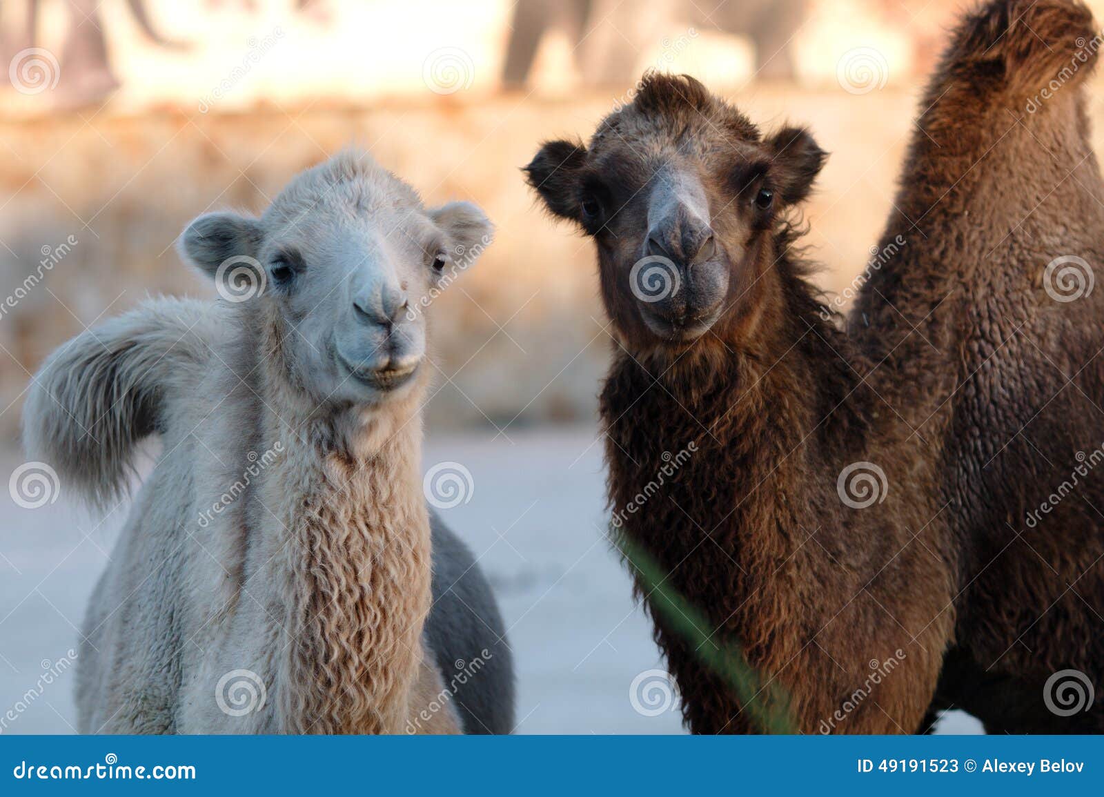 Two camels on sunset stock image. Image of central, artiodactyla - 49191523
