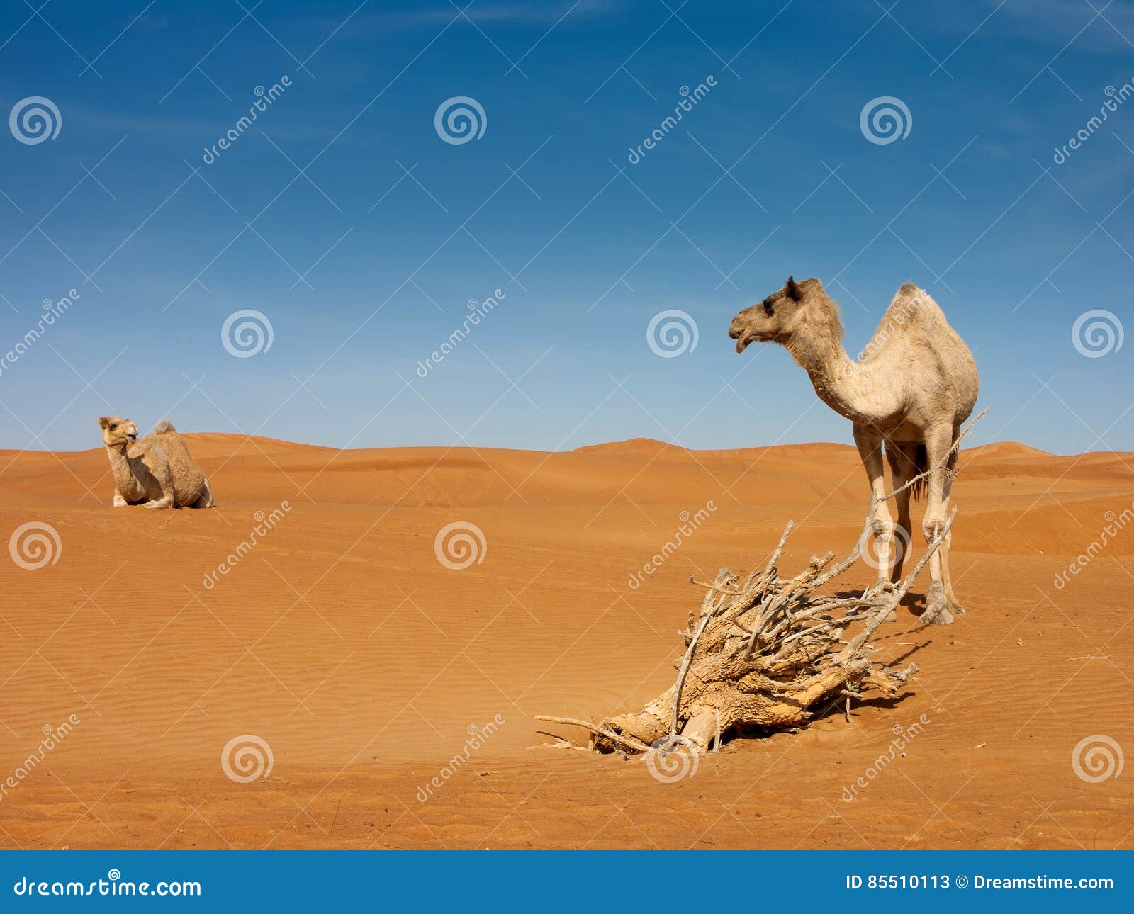 Two camels talking stock image. Image of wildlife, like - 85510113