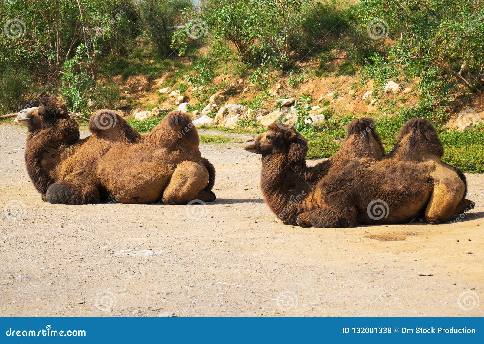 Two camels. stock photo. Image of domestic, animals - 132001338