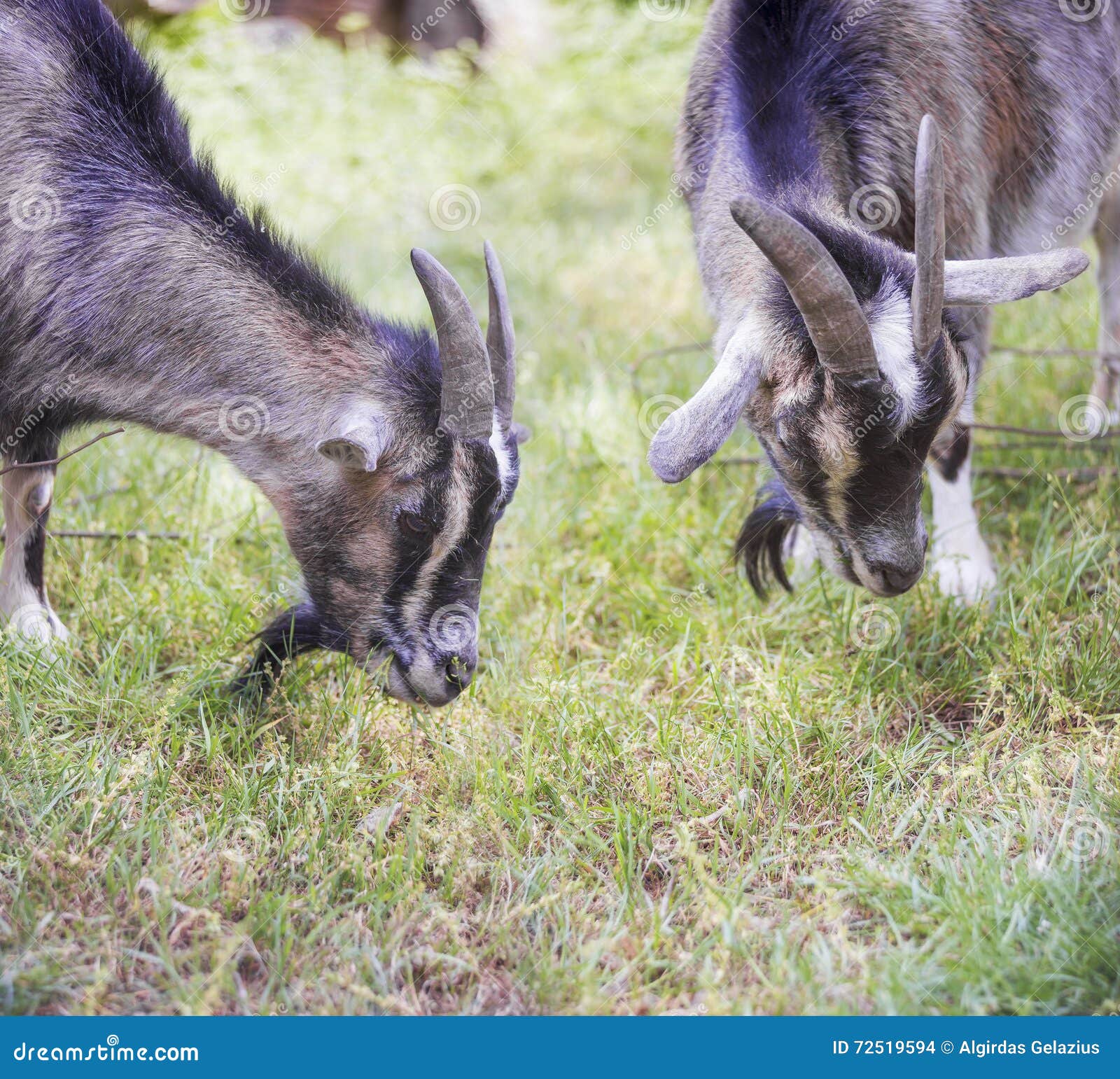 Cameroon Dwarf Blackbelly Sheep Royalty-Free Stock Image ...