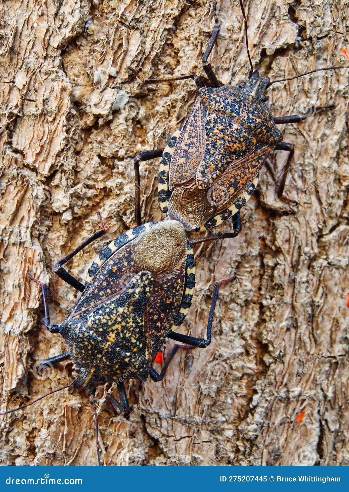 Two Camouflaged Beetles on Rough Bark Tree Stock Image - Image of ...