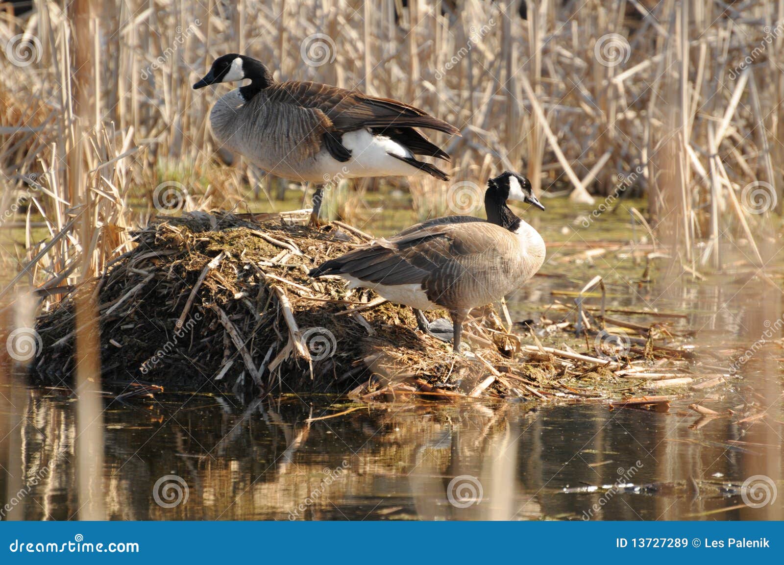 Two Canada geese stock image. Image of marsh, fowl, bird - 13727289