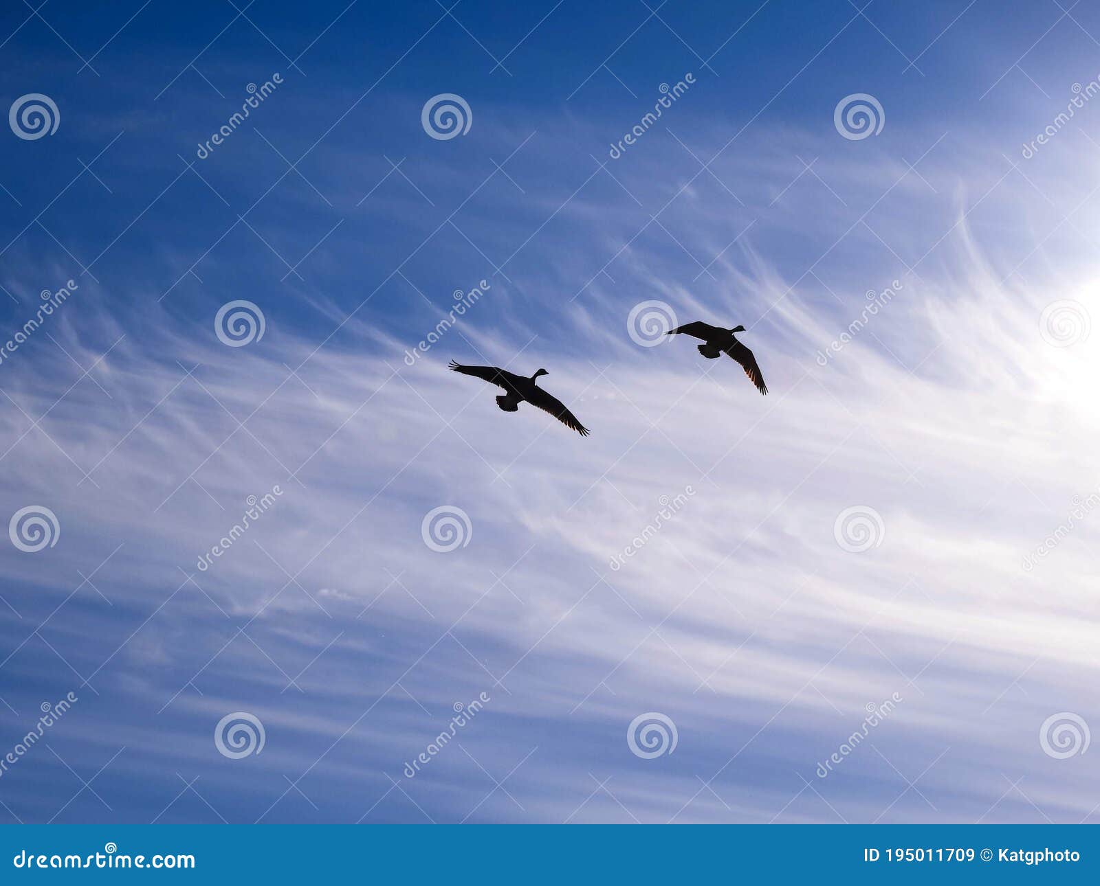 Two Canada Geese Birds Flying Together in the Blue Sky Stock Image ...