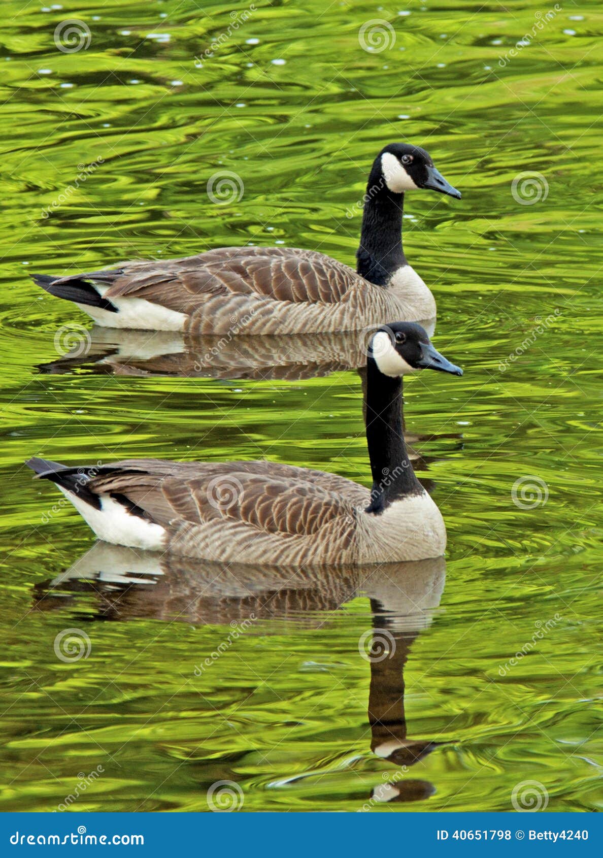 Two Canada Geese Close-up Swimming. Stock Photo - Image of duck, animal ...