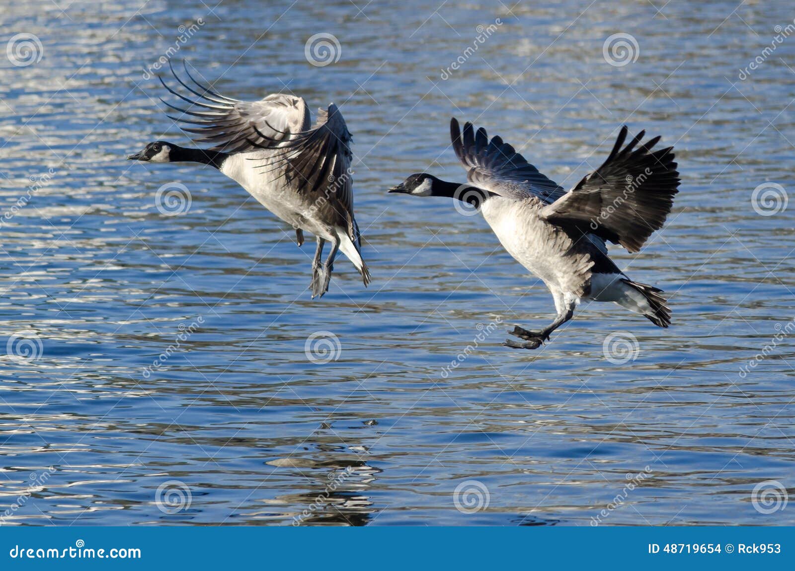 Two Canada Geese Coming in for Landing on the Lake Stock Photo - Image ...