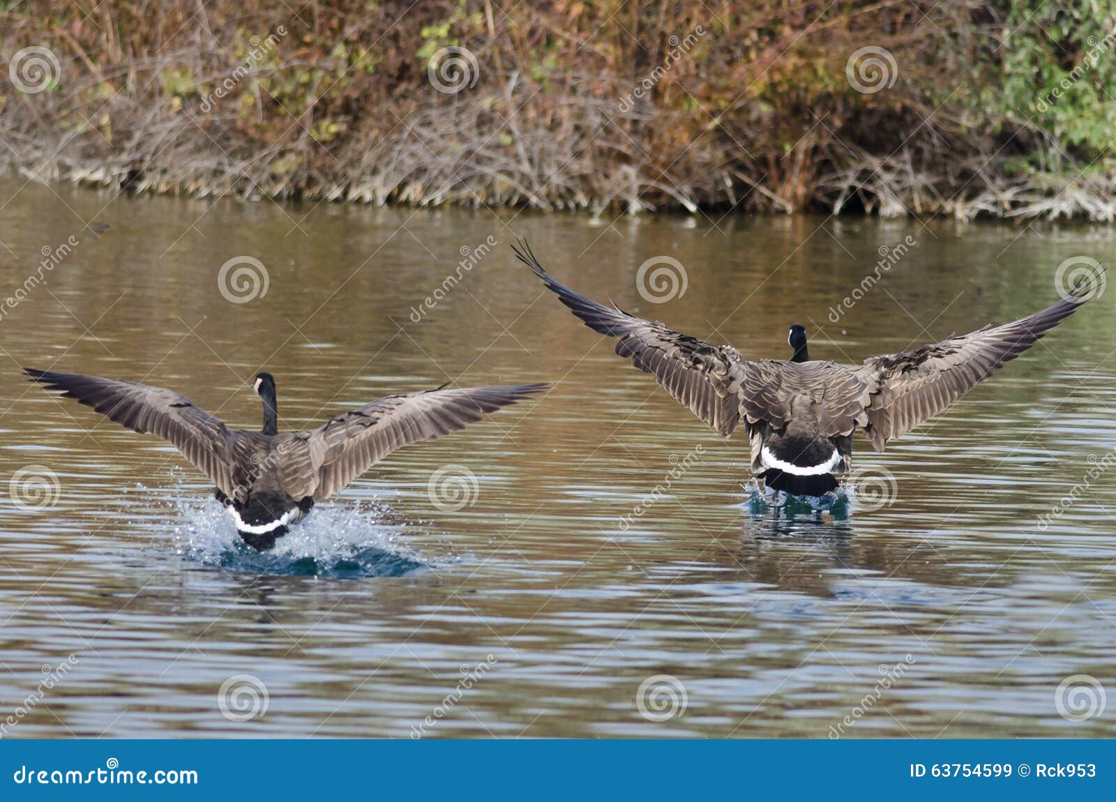 Two Canada Geese Coming in for a Landing on the Water Stock Image ...