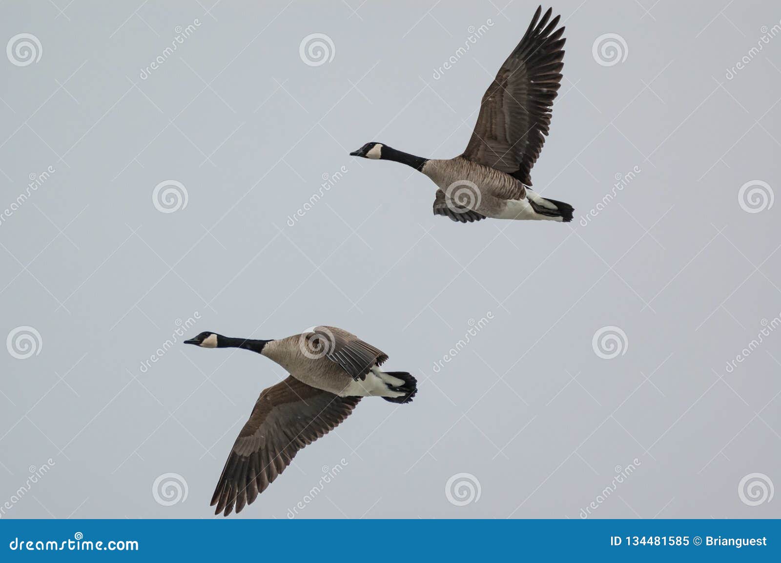 Two Canada Geese in Flight stock image. Image of wildlife - 134481585