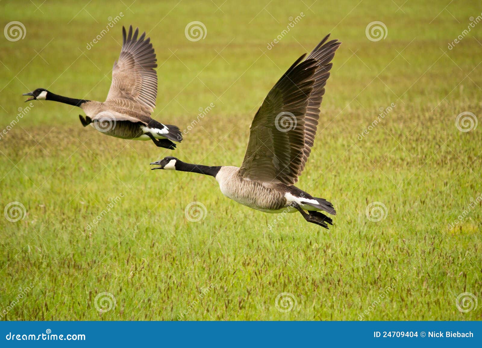 Two Canada Geese Flying stock photo. Image of freshwater - 24709404