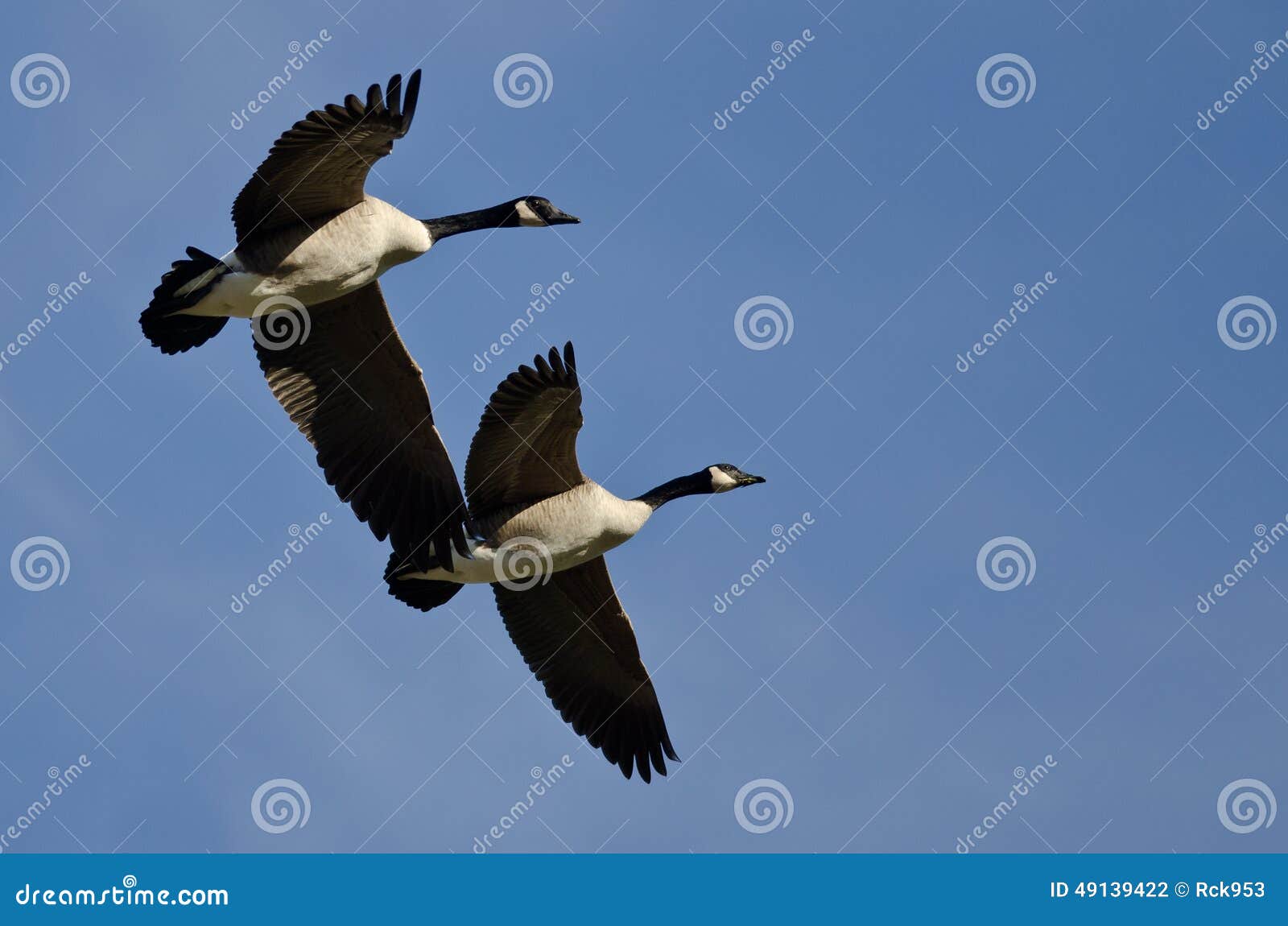 Two Canada Geese Flying in a Blue Sky Stock Photo - Image of canada ...